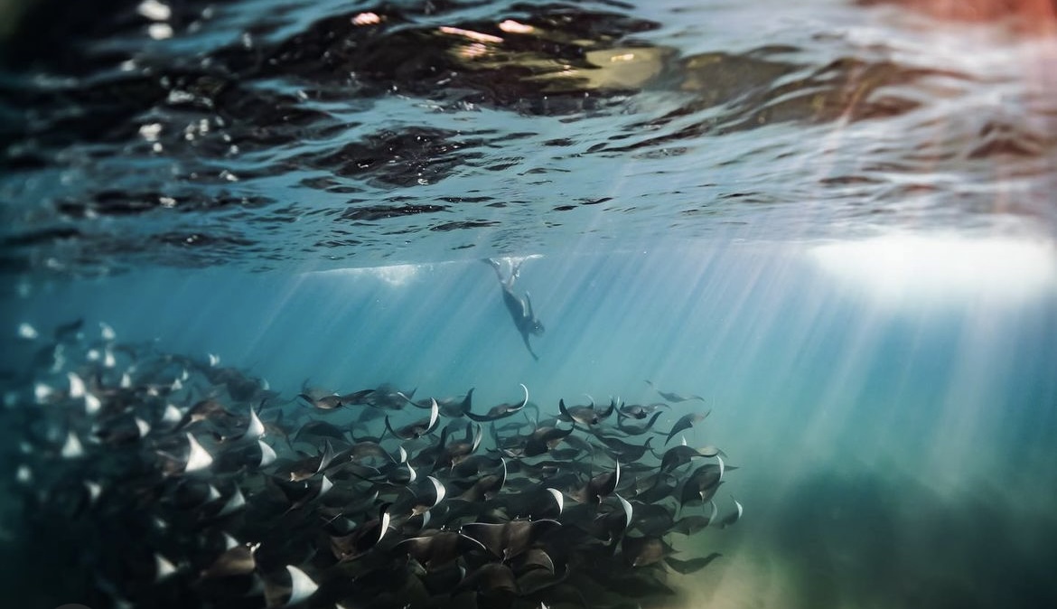 Las Mobulas en Baja California Sur: Maravillas del Océano